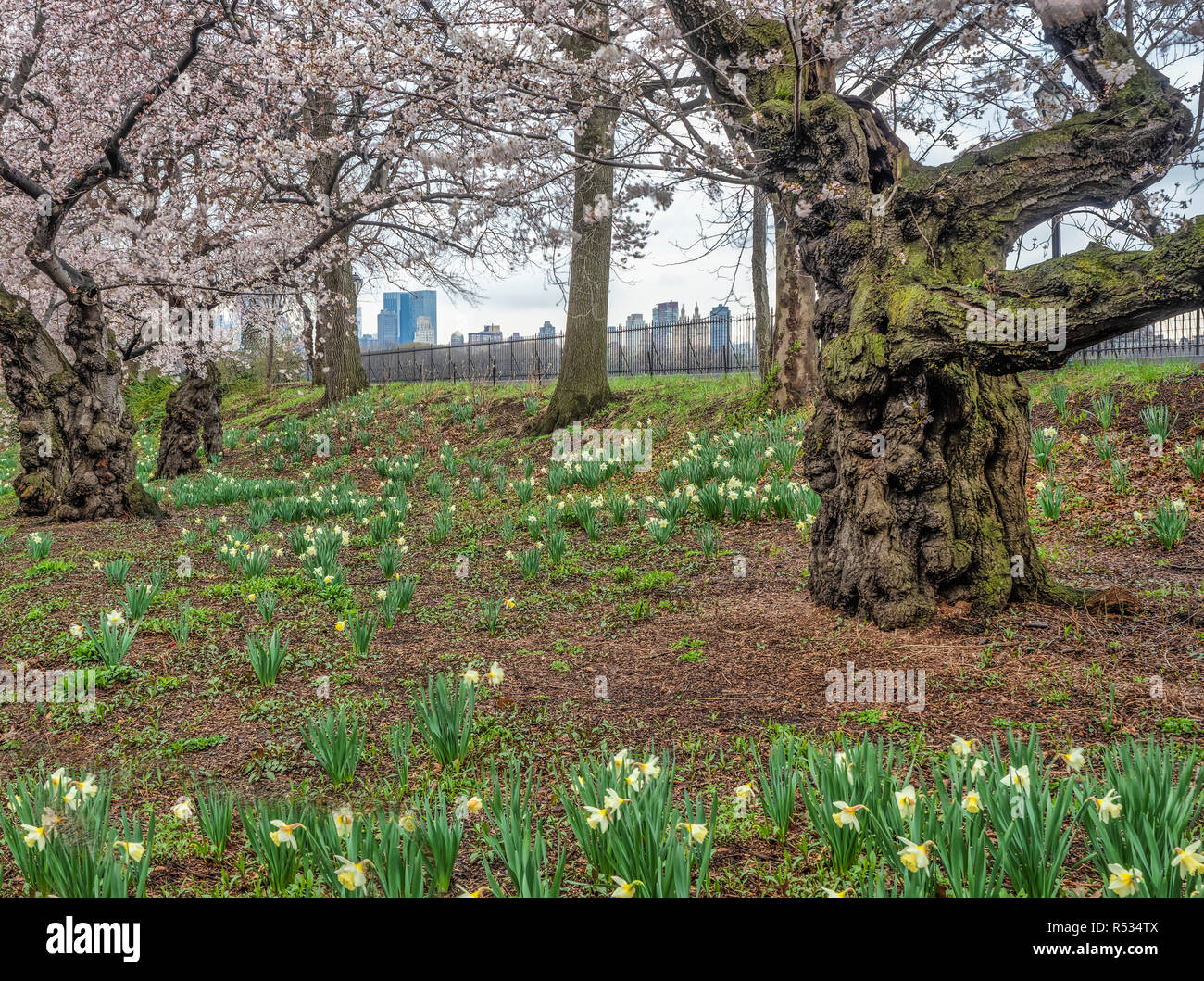 Central Park, Manhattan, New York City in spring Stock Photo - Alamy