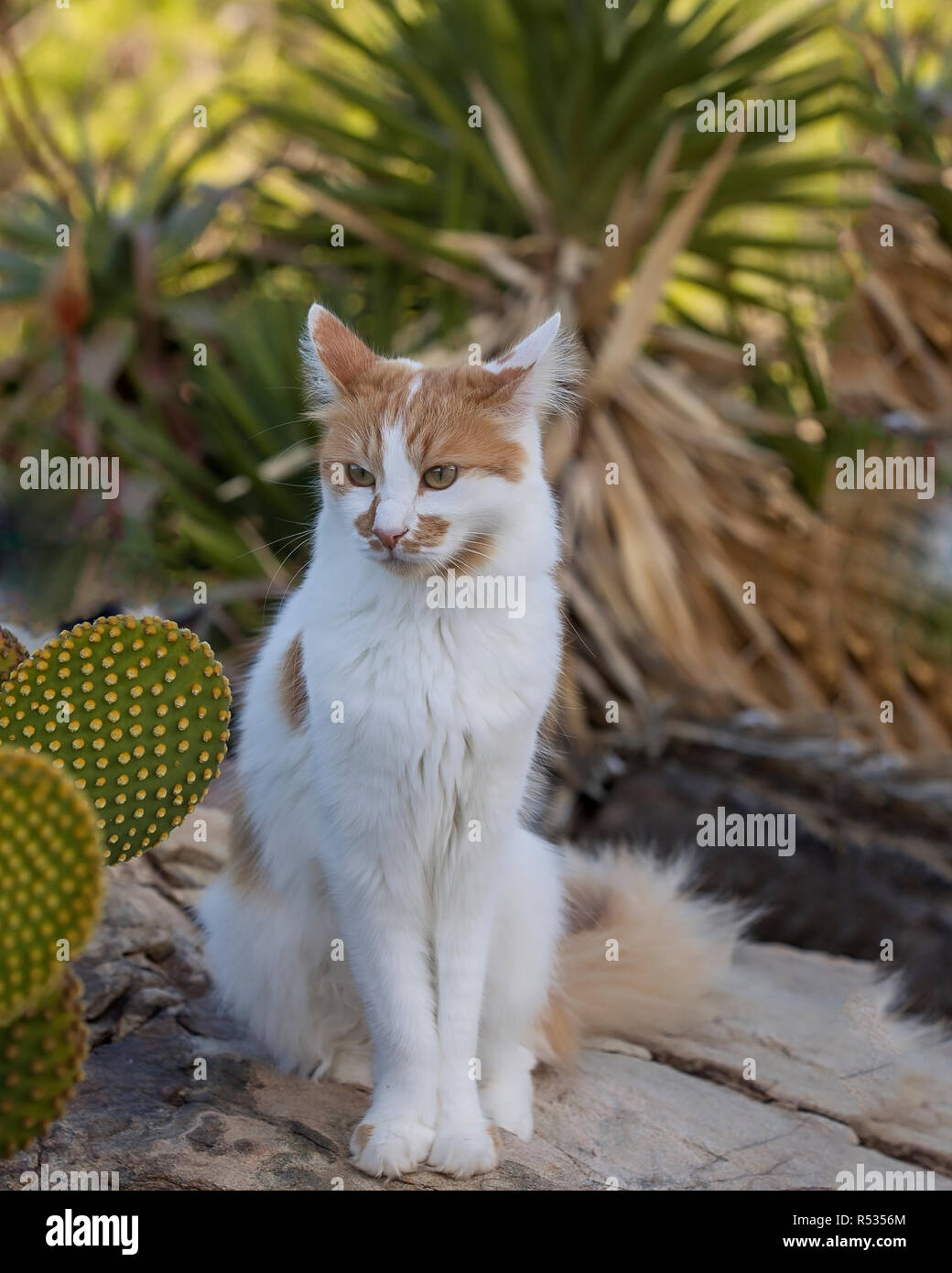 Young Kitty sitting next to Prickly Pear Cactus plant. Stock Image ...