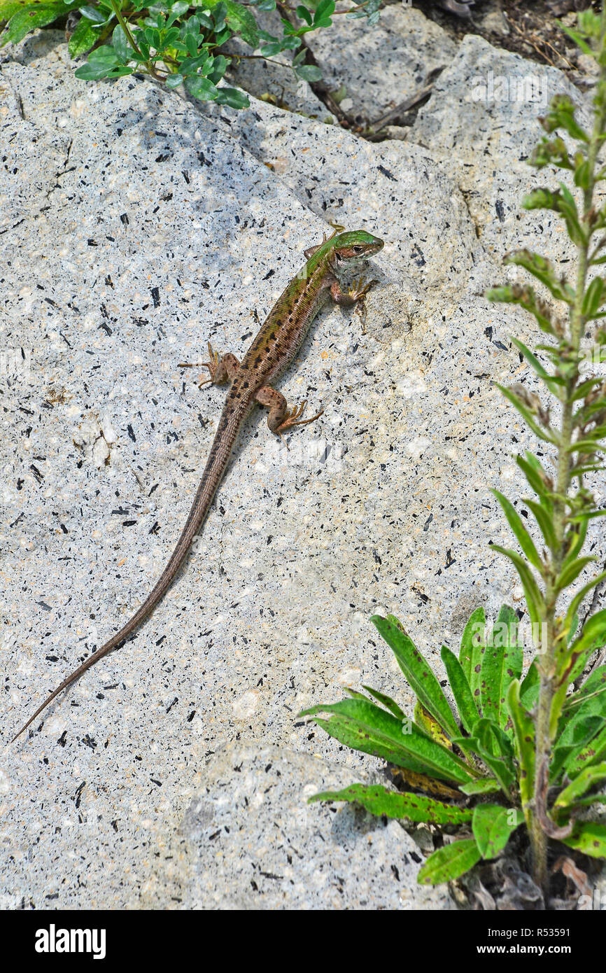Lizard on the rocks hi-res stock photography and images - Alamy