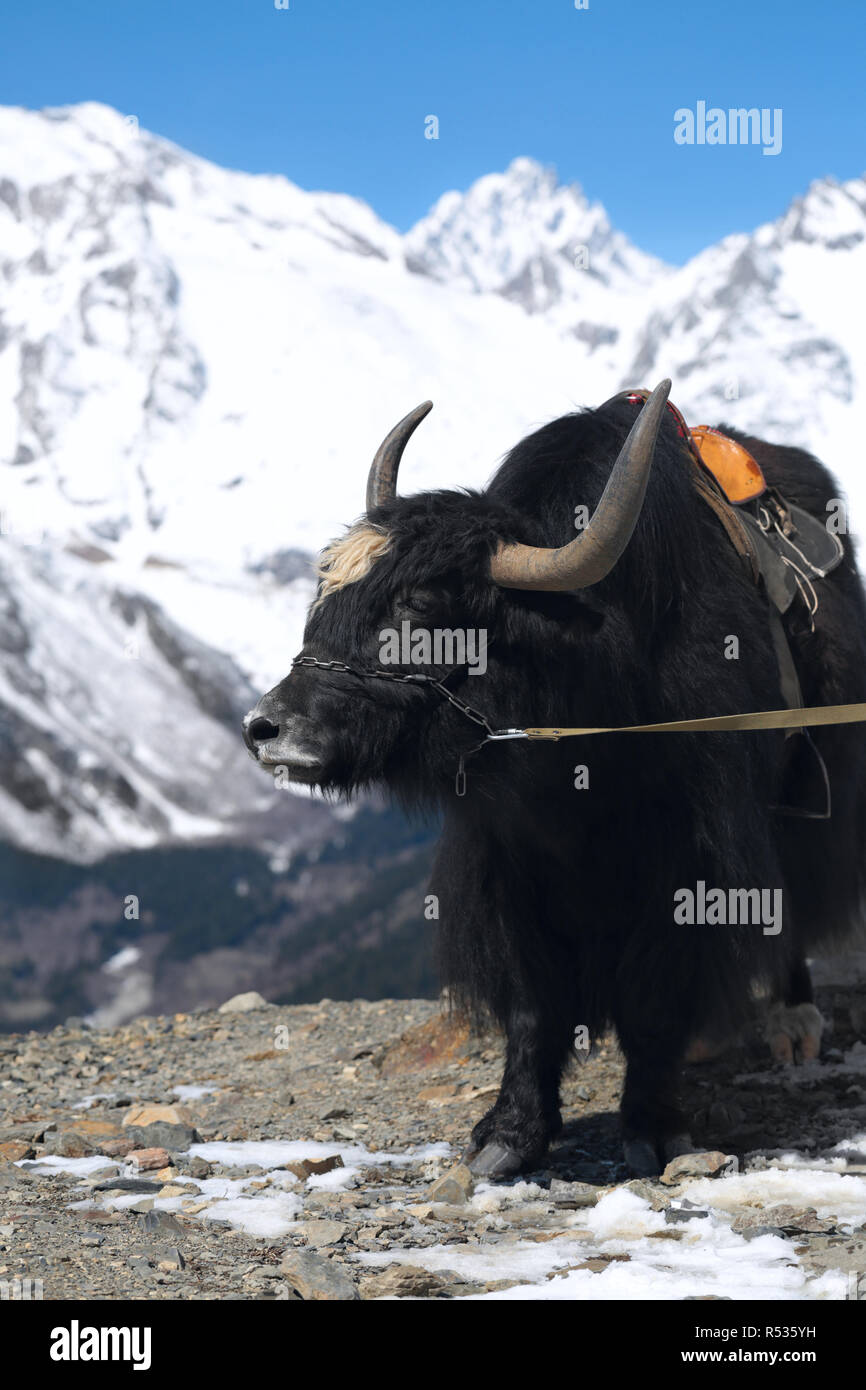 Portrait Of caucasian Yak With Mountain In Background Stock Photo - Alamy