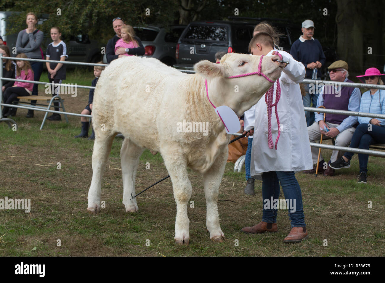 Best stock animal hi-res stock photography and images - Alamy