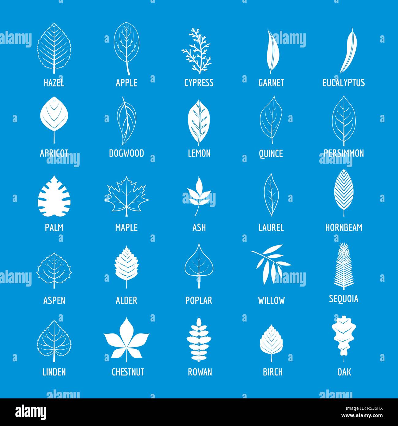 Leaf icons set. Simple illustration of 25 leaf vector icons for web ...