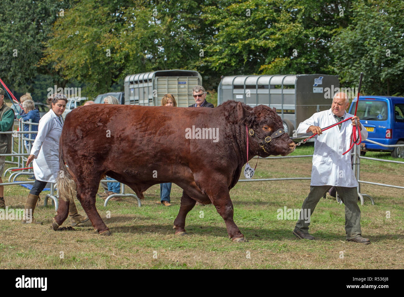 Lincoln Red Bull. About to be introduced to the judging ring. Aylsham ...