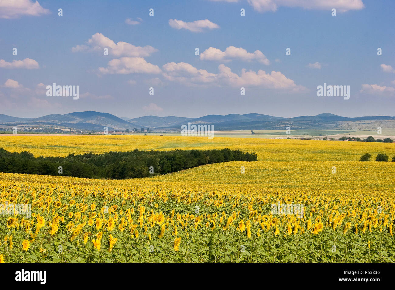 Sunflower fields in the Sredna Gora region of Bulgaria Stock Photo - Alamy