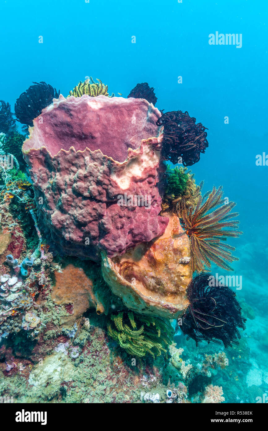 Coral garden in Caribbean Stock Photo - Alamy