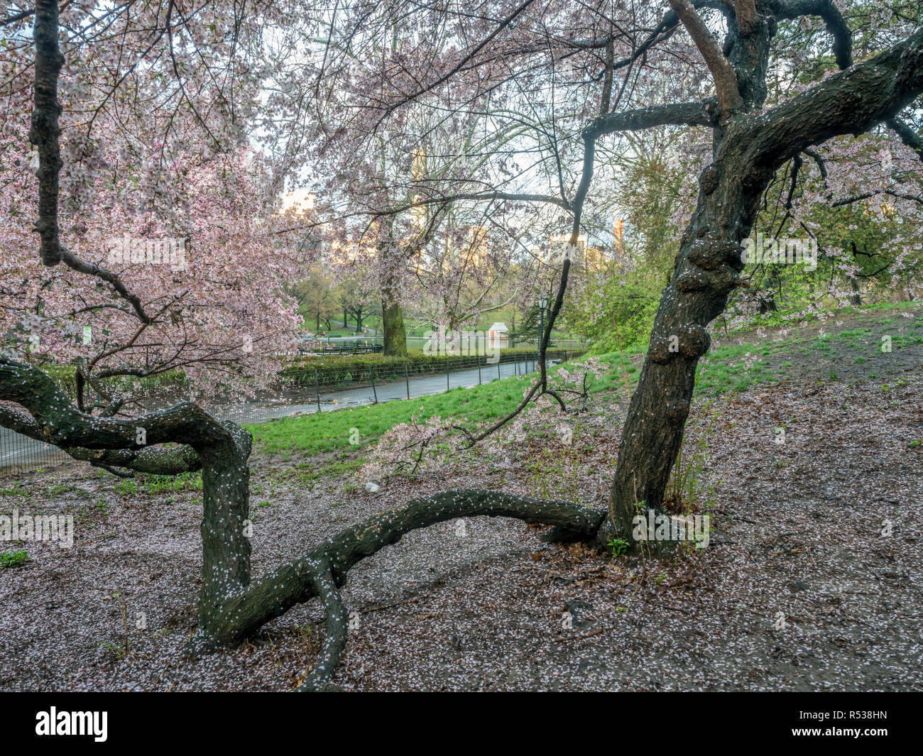 Central Park, Manhattan, New York City in spring Stock Photo - Alamy
