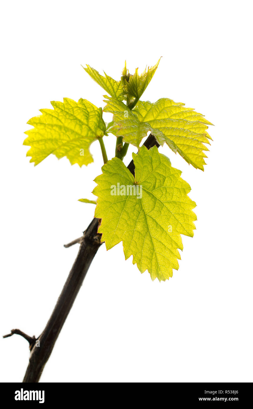 Sunlit branch Cut Out Stock Images & Pictures - Alamy