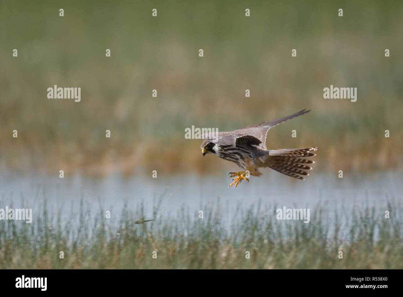 Hobby catching dragonfly hi-res stock photography and images - Alamy