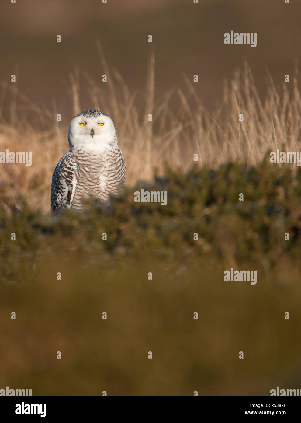 Juvenile snowy owl hi-res stock photography and images - Alamy