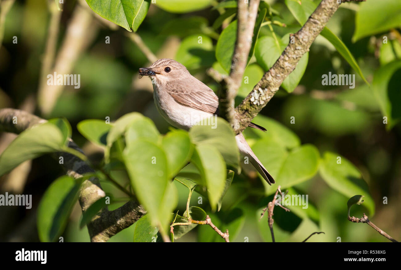 Spotted flycatcher feeding young hi-res stock photography and images ...