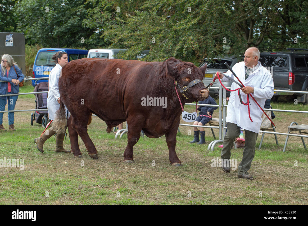 Lincoln Red Bull being led to the show ring by nose ring and flat ...