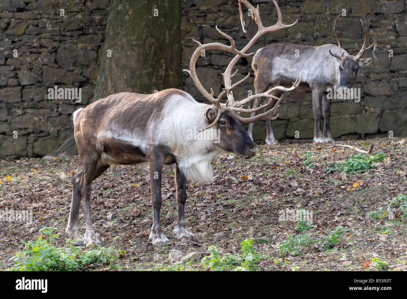 two reindeer 2 Stock Photo - Alamy