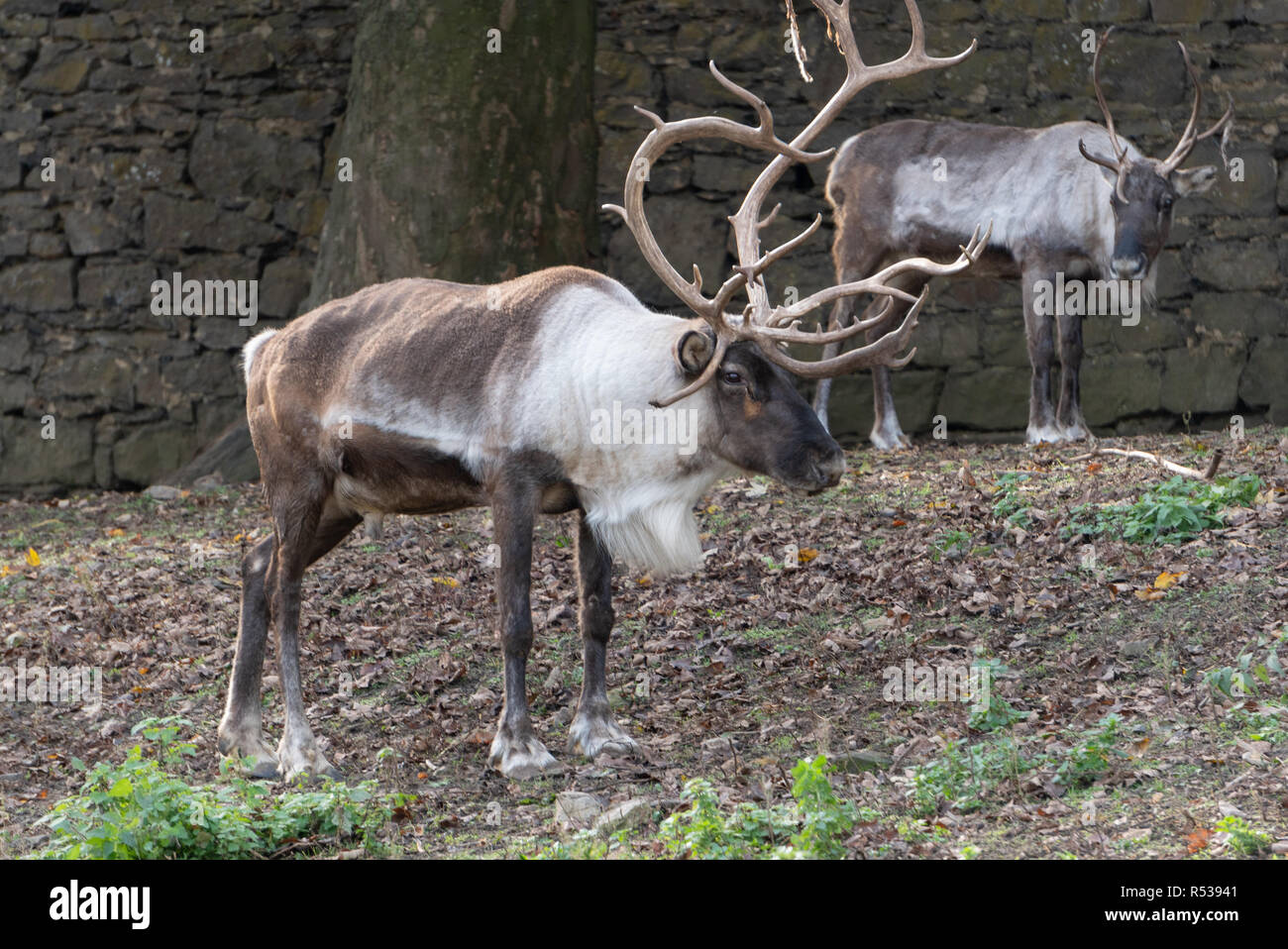 two reindeer 1 Stock Photo - Alamy