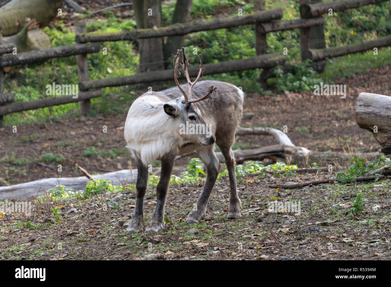 Young reindeer 3 Stock Photo - Alamy