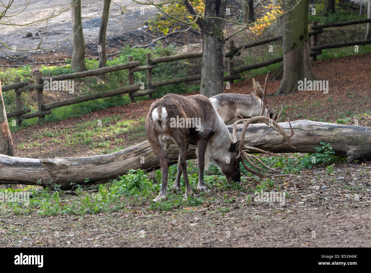 Big reindeer from behind 2 Stock Photo - Alamy