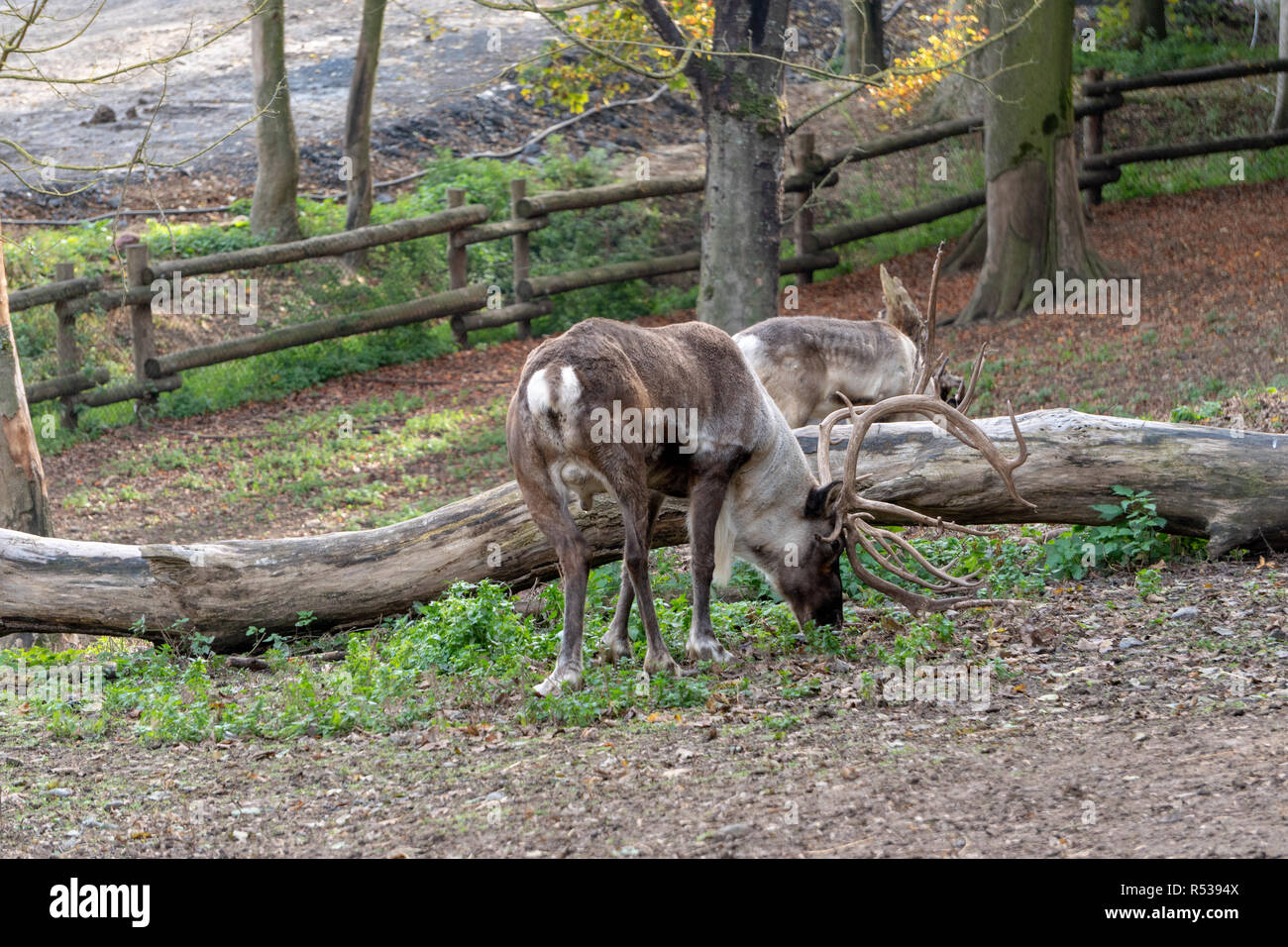 Big reindeer from behind Stock Photo - Alamy