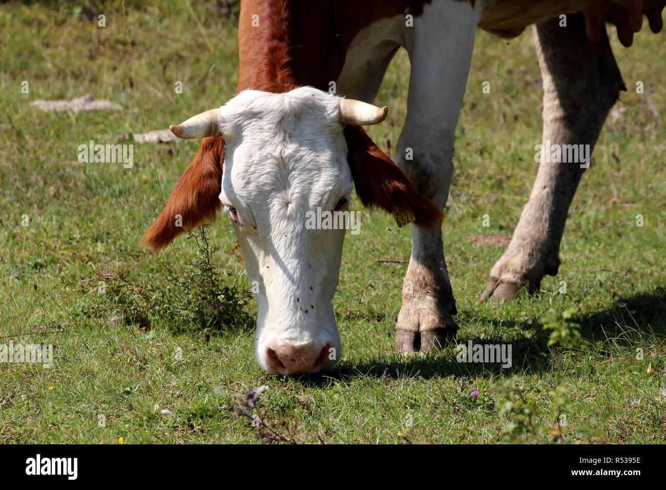 Light brown cow hi-res stock photography and images - Alamy