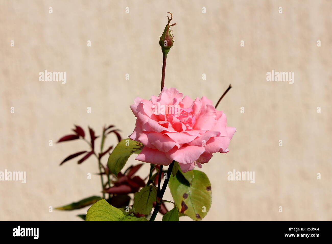 Light pink fully open blooming rose with dense petals next to single ...