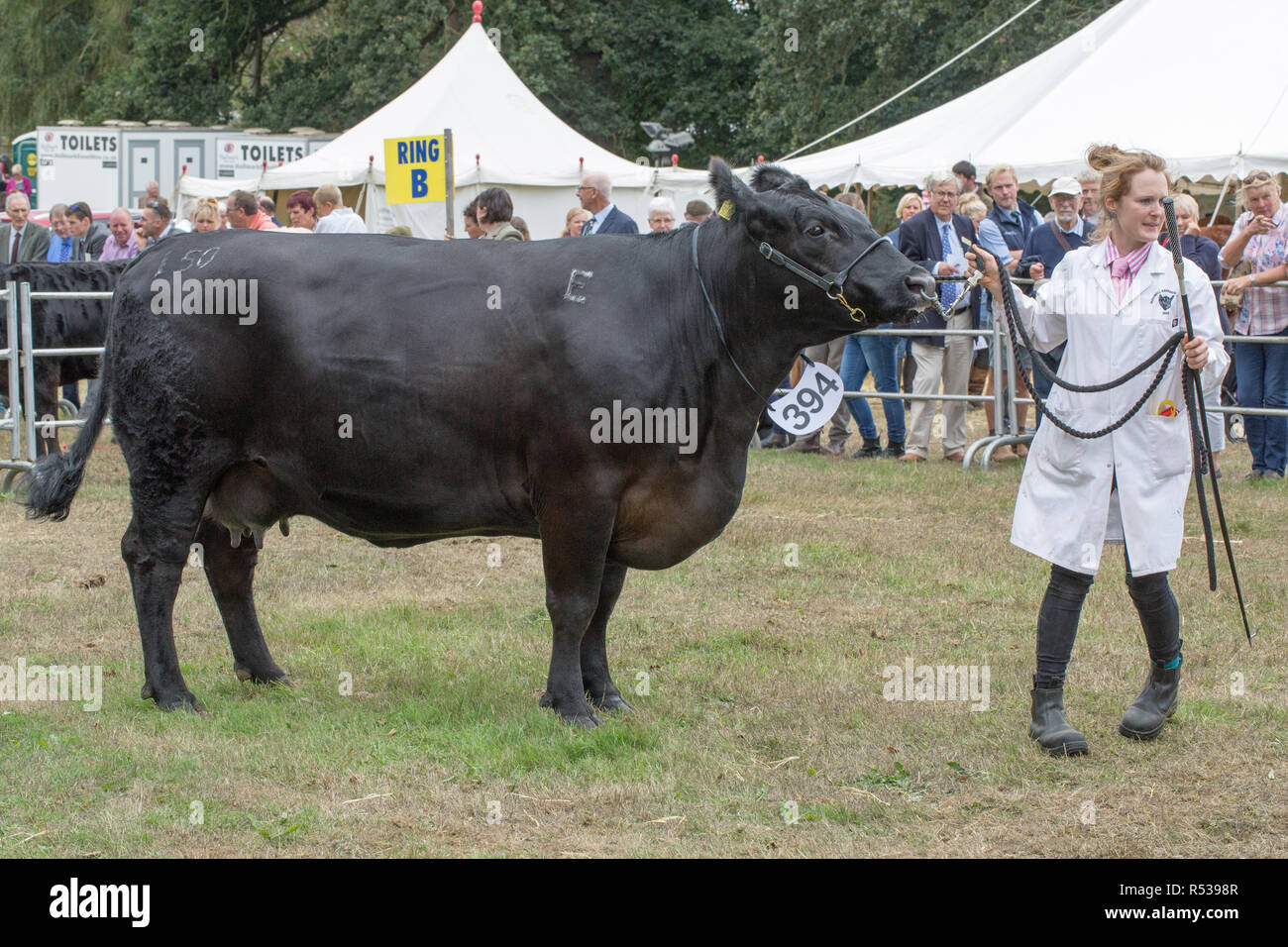 Cattle identification form hi-res stock photography and images - Alamy