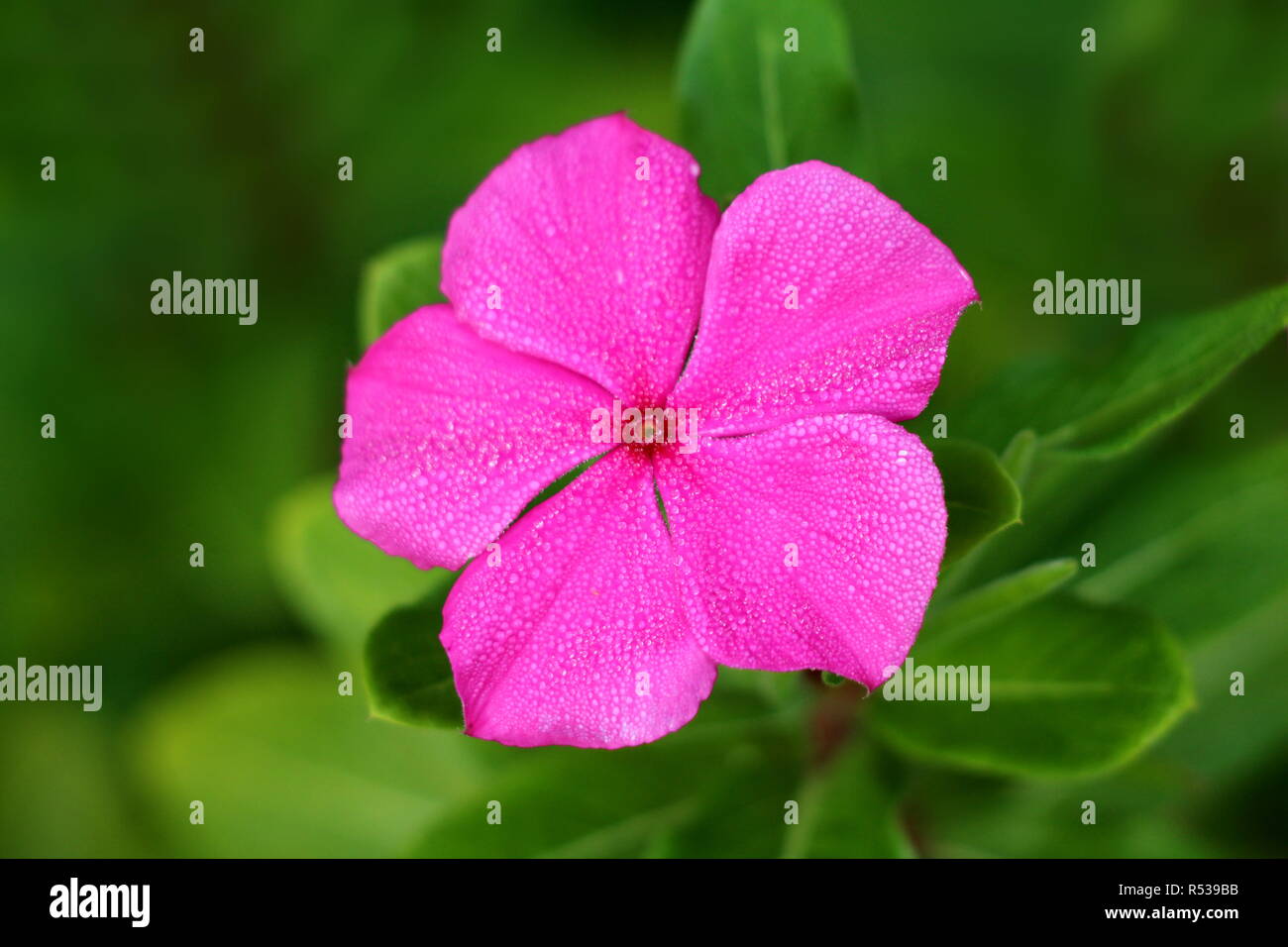 Rosy periwinkle hi-res stock photography and images - Alamy
