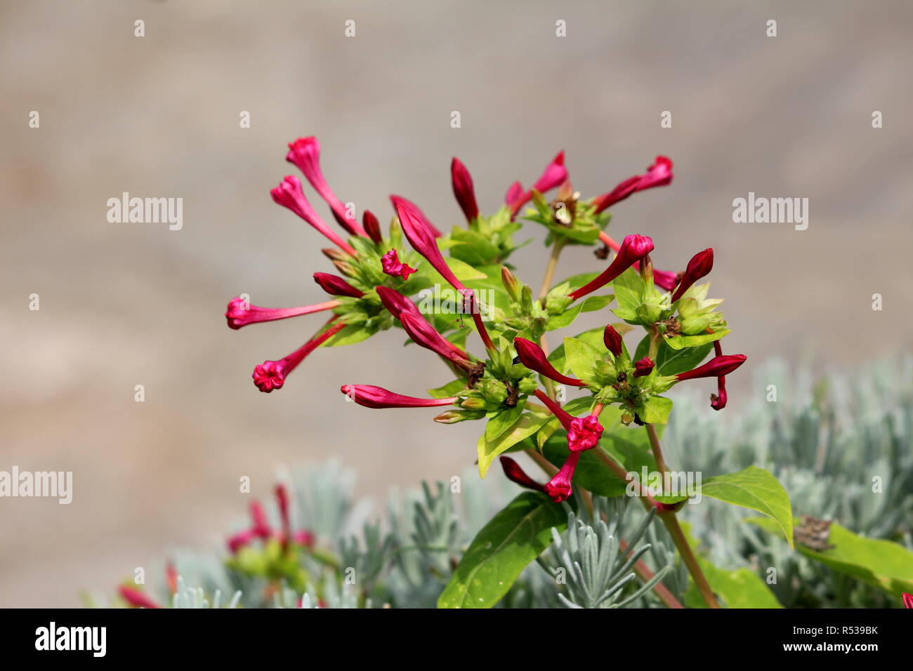 Marvel of Peru or Mirabilis jalapa or Four oclock flower or Beauty of ...