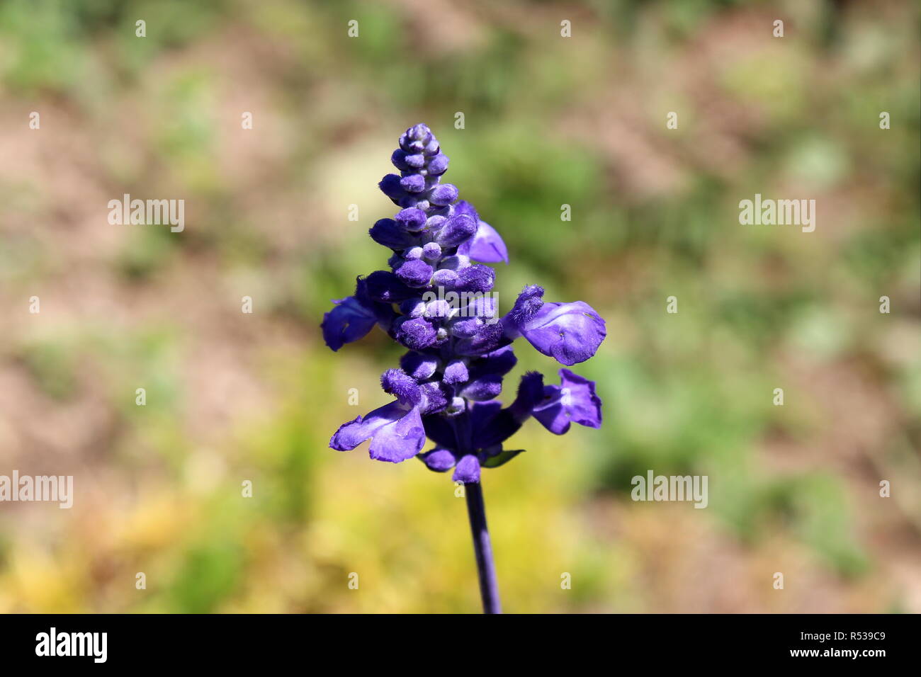 Mealycup sage or Salvia farinacea or Mealy sage herbaceous perennial ...