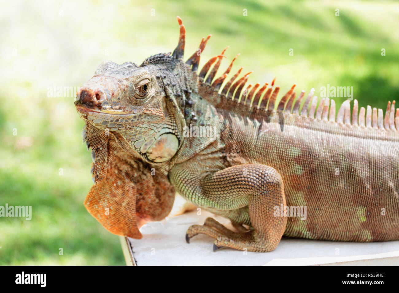 Animal varan reptile hi-res stock photography and images - Alamy