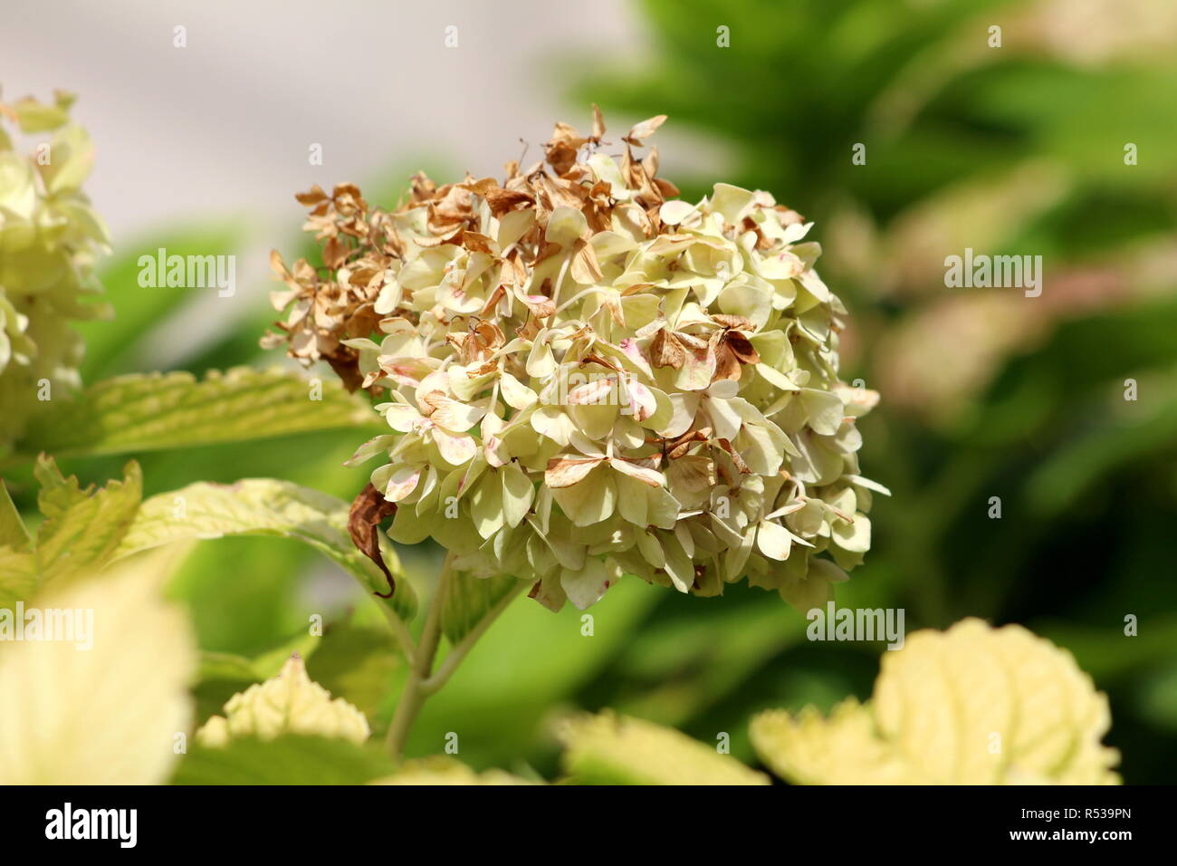 Partially withered Hydrangea or Hortensia garden shrub with bunch of white flowers with pointy ...