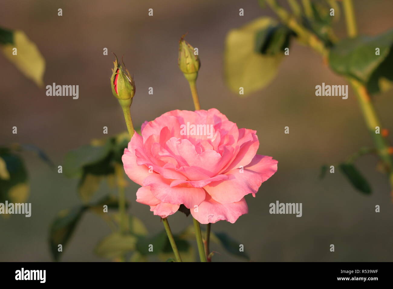 Pink rose with fully open blooming petals next to two closed flower ...