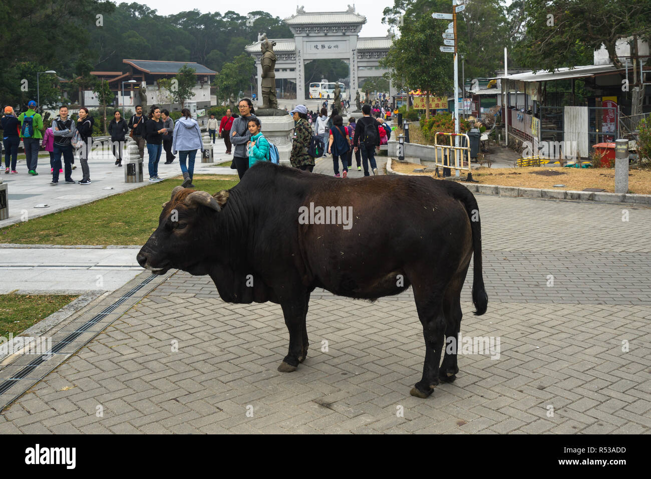 One of the sacred cows that openly roam the grounds of the Po Lin ...