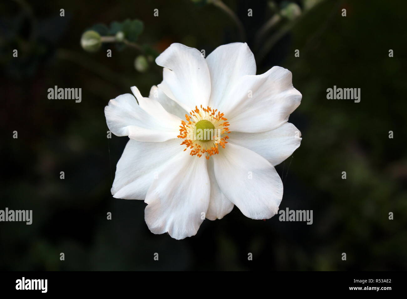 Single Japanese anemone or Anemone hupehensis or Thimbleweed or ...