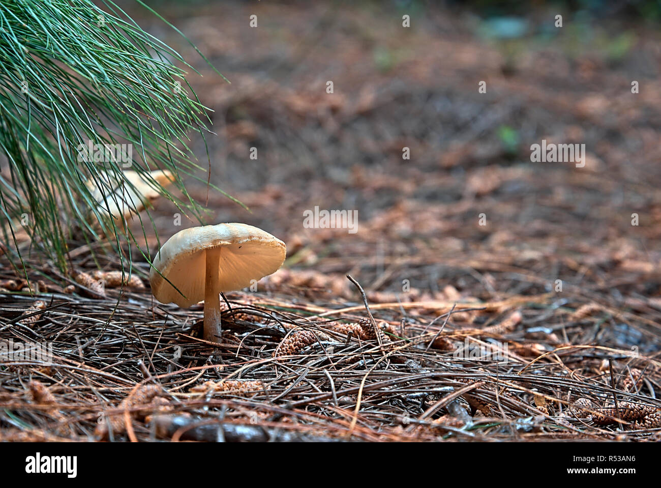 Fungus on a ground full of dry leaves Stock Photo - Alamy