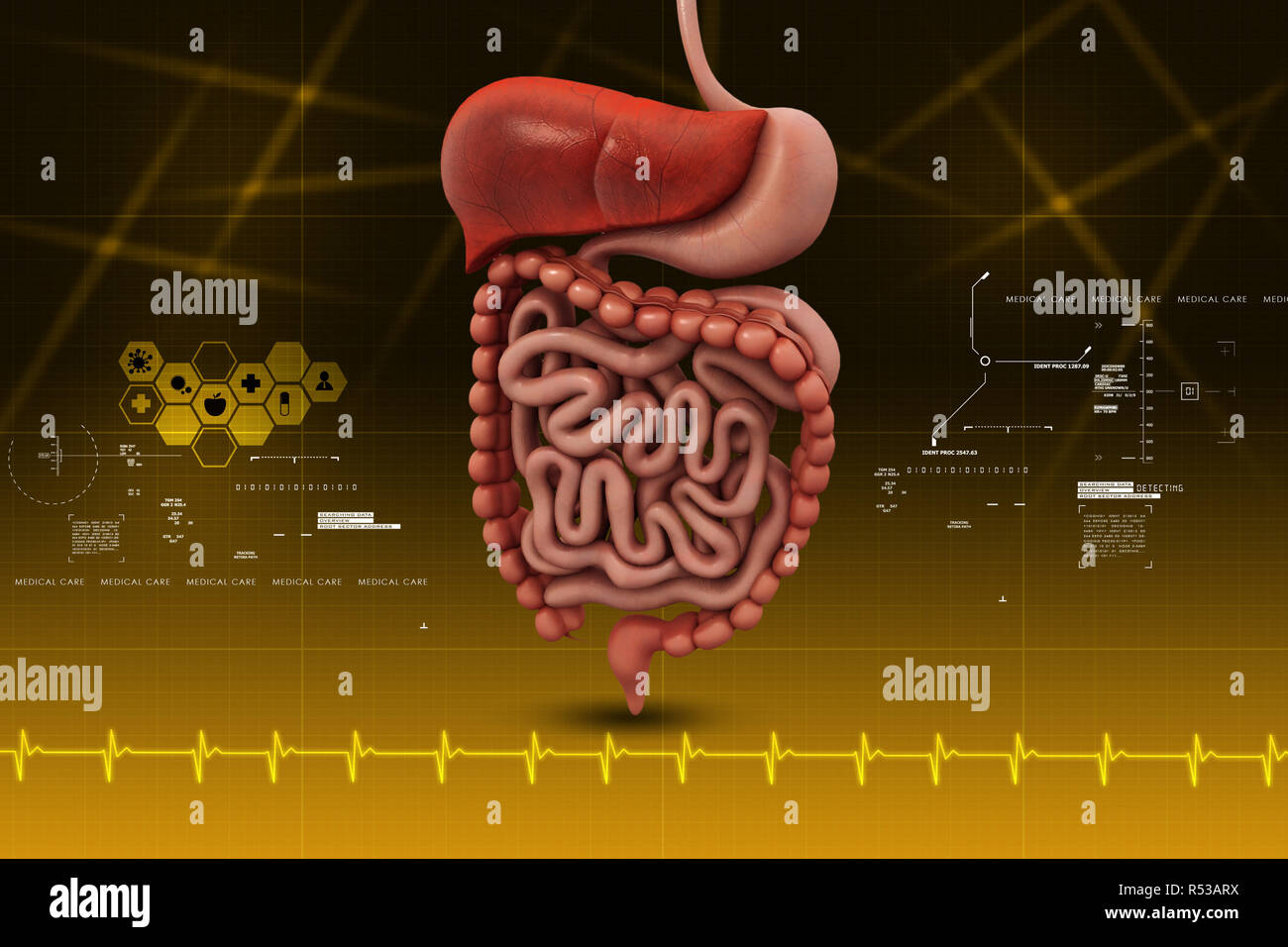 Digestive system process hi-res stock photography and images - Alamy