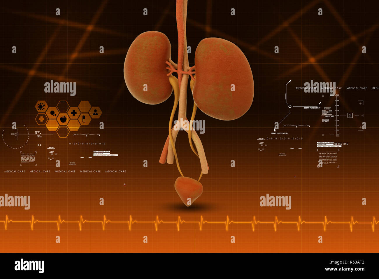 Male urinary system hi-res stock photography and images - Alamy