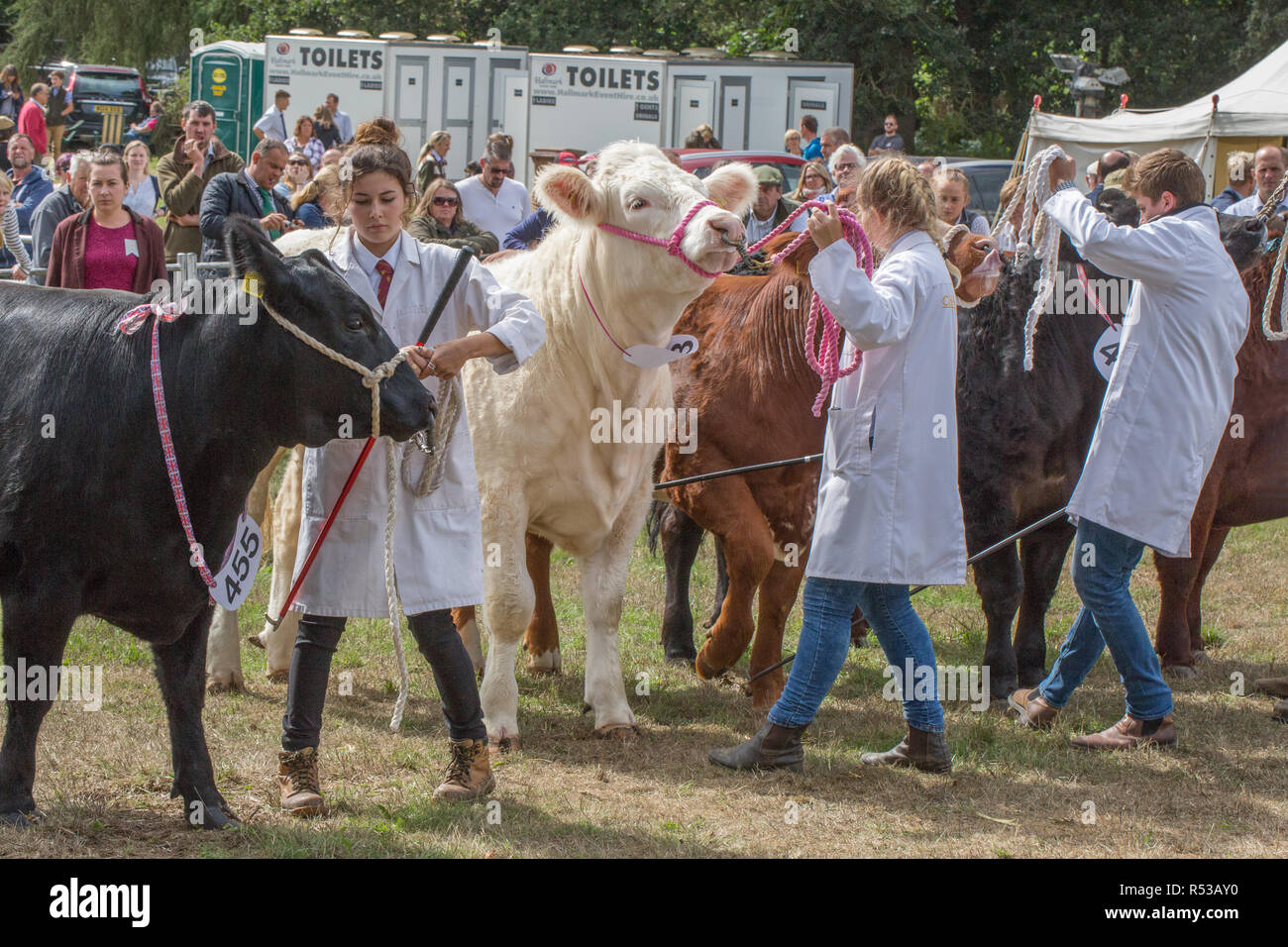 Young Farmers, livestock handlers, using stock show sticks to position ...
