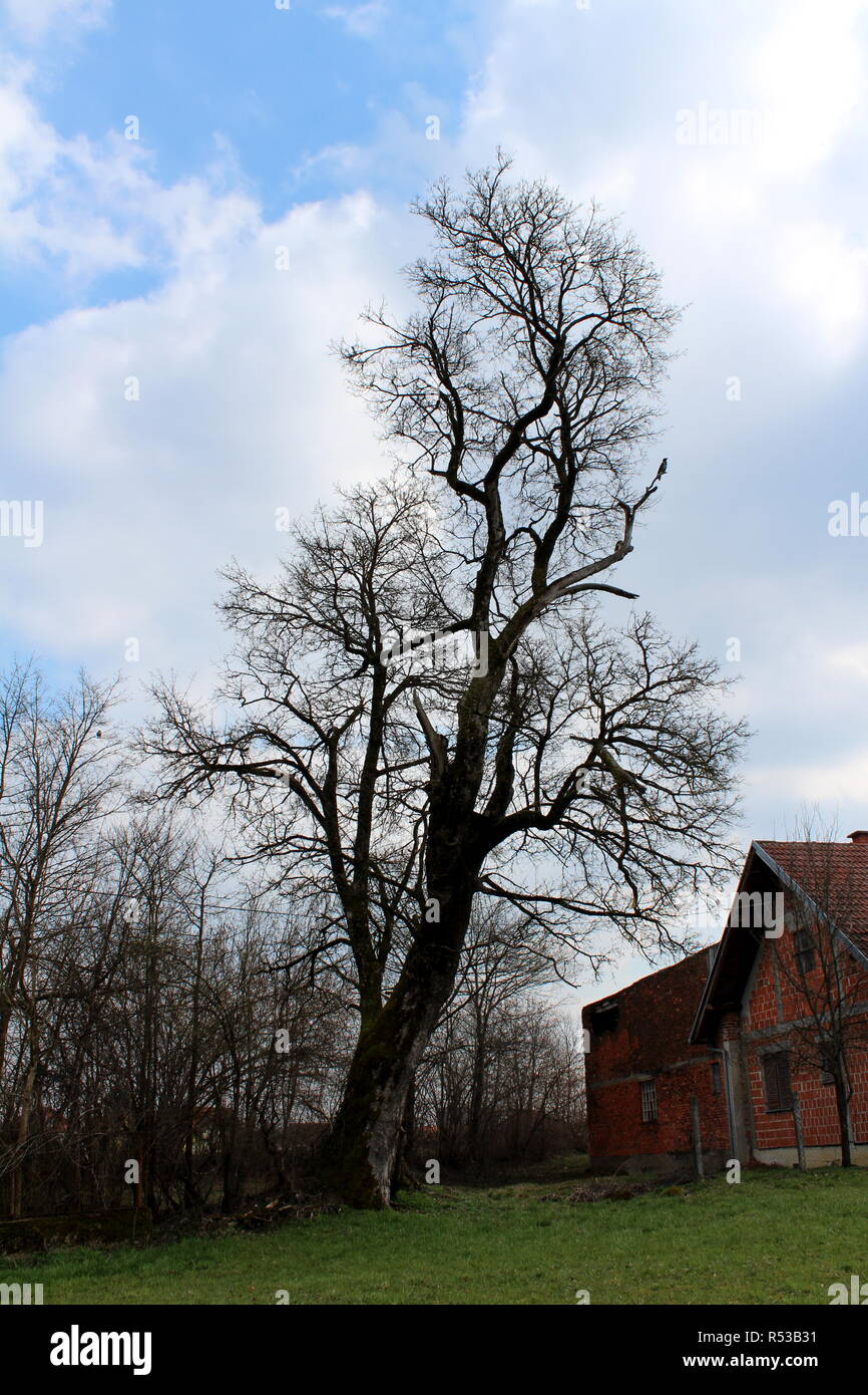 Tall mighty tree without leaves rising above red brick family house ...