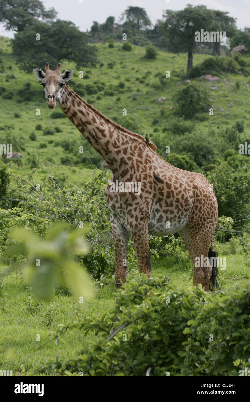 Wild Giraffe mammal africa savannah Kenya (Giraffa camelopardalis Stock ...