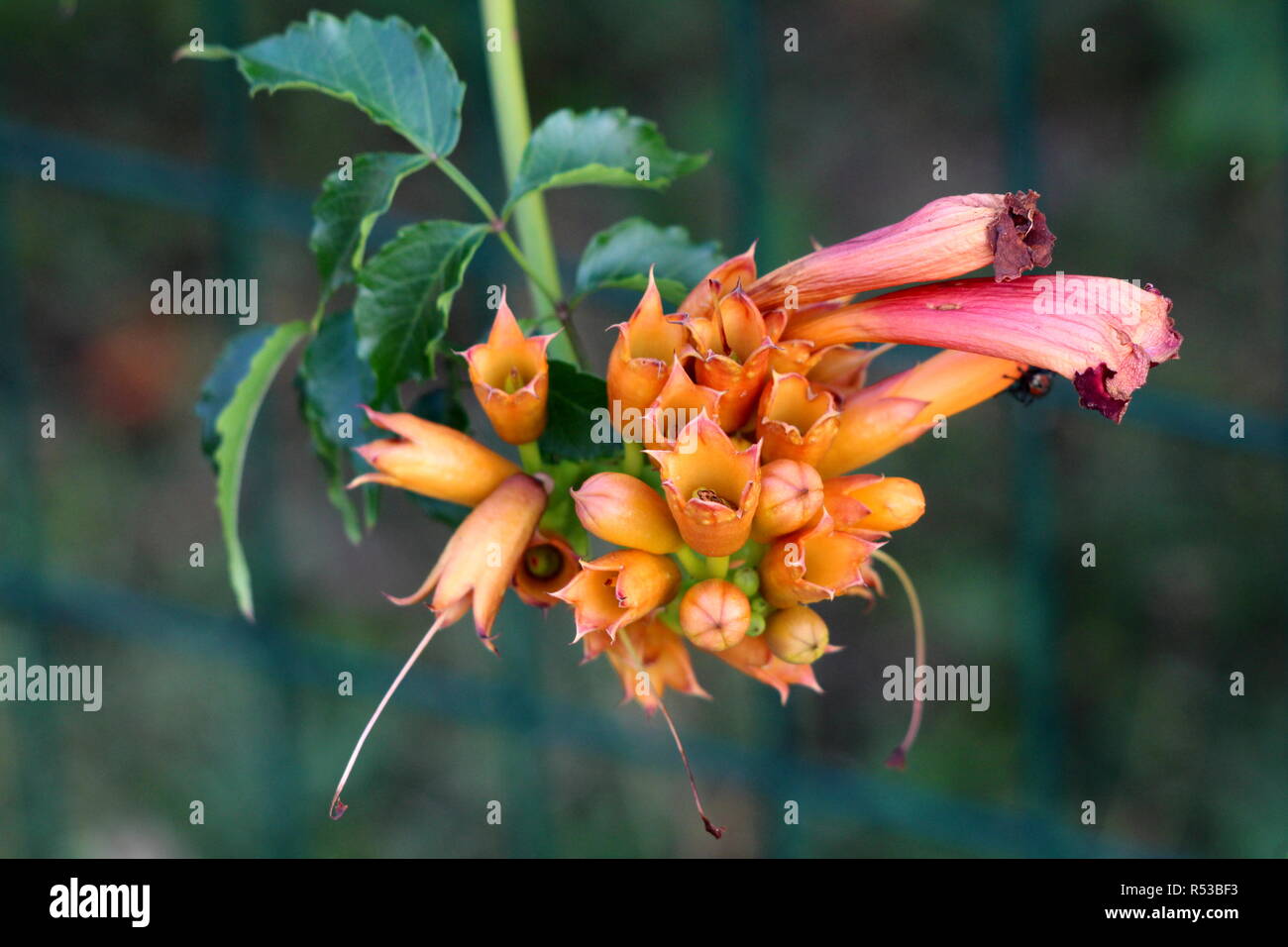 Cow itch vine hi-res stock photography and images - Alamy