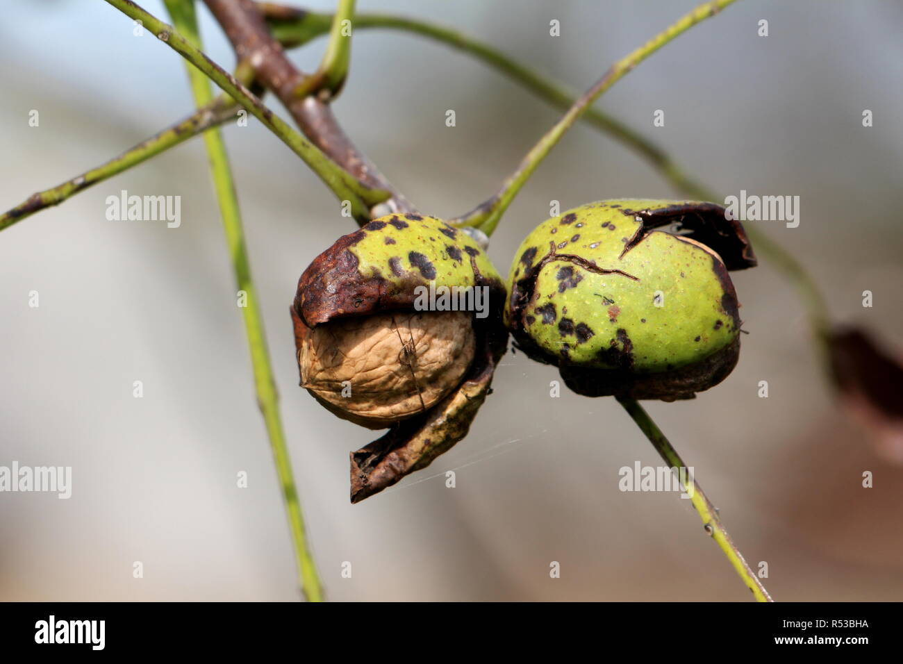 Two common walnuts in growth attached to single branch with visible ...