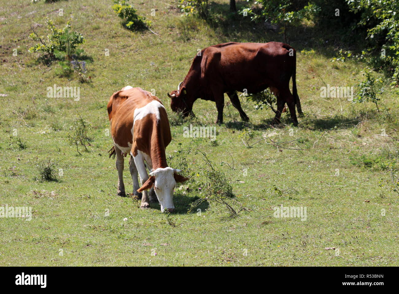 Two cows standing and eating fresh green grass surrounded with small ...