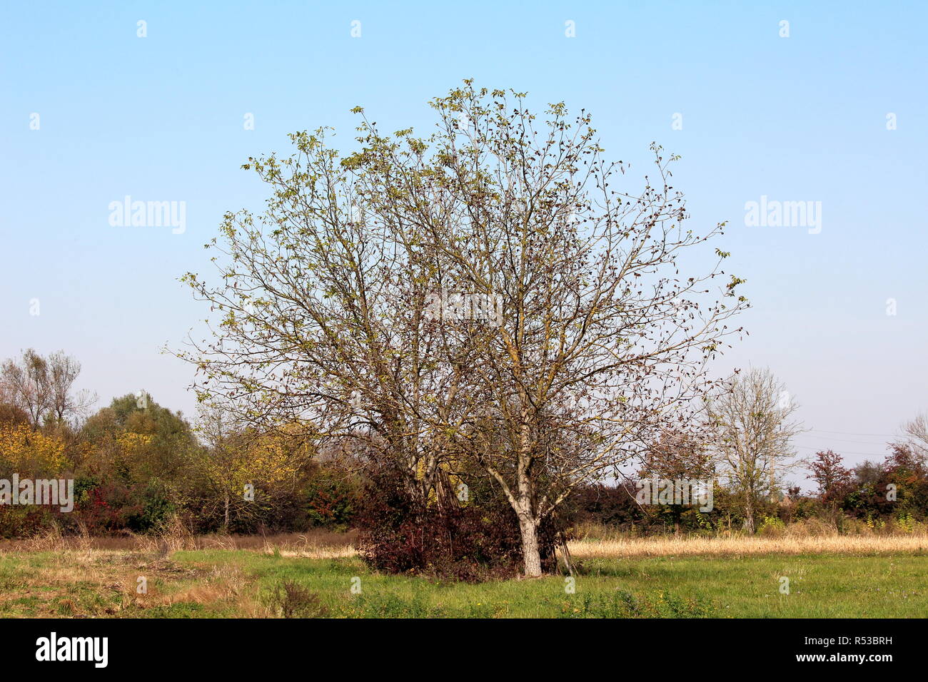 Two large walnut trees with partially fallen leaves surrounded with ...