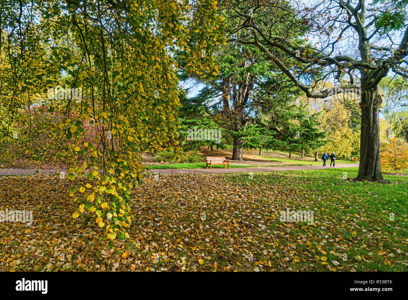 Edinburgh Botanic Gardens, autumn colours, Scotland, UK Stock Photo - Alamy