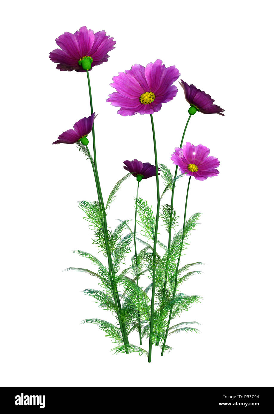 3D Rendering Cosmos Flowers on White Stock Photo - Alamy