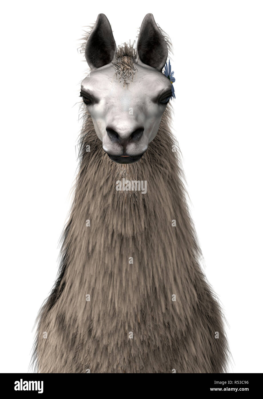 3D Rendering Llama or Lama on White Stock Photo - Alamy