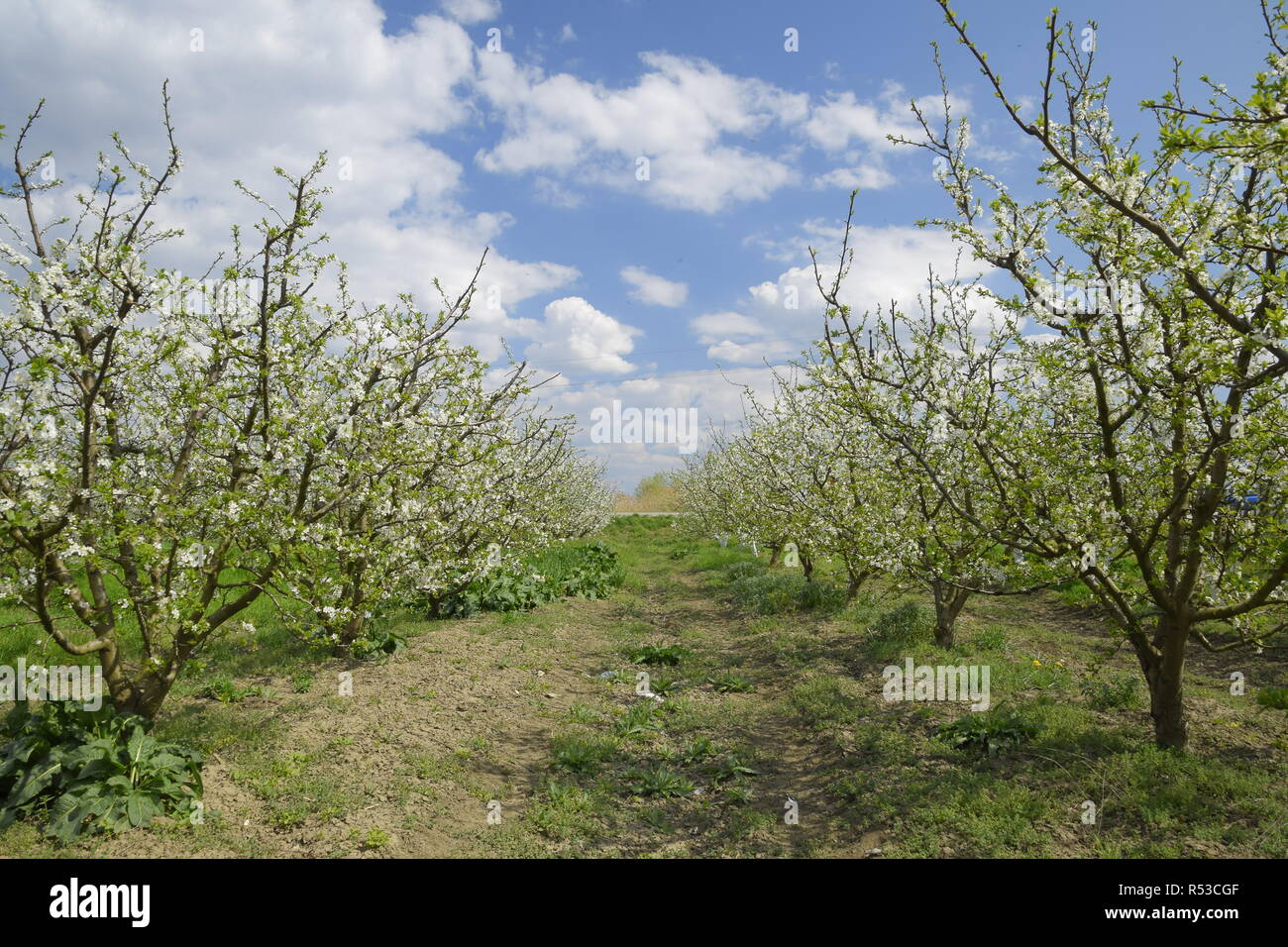 Flowering plum garden Stock Photo - Alamy