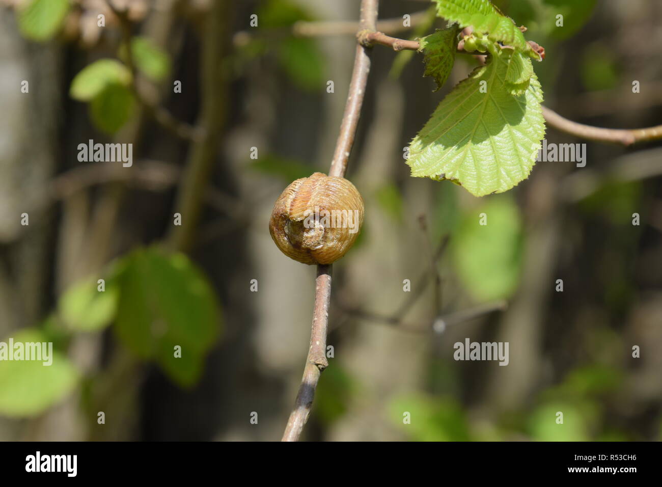 Ootheca mantis on the branches of a tree. The eggs of the insect laid ...