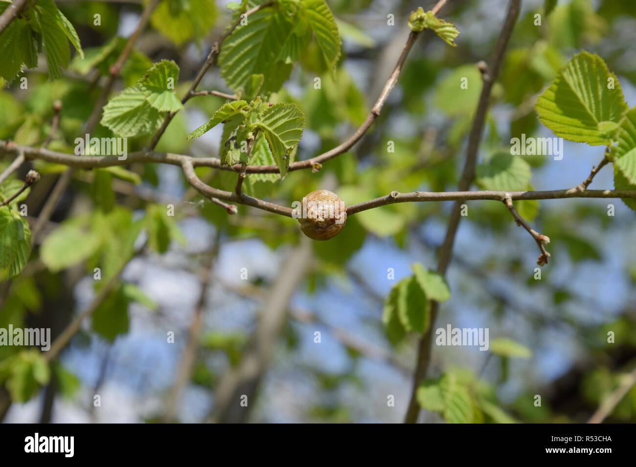 Ootheca mantis on the branches of a tree. The eggs of the insect laid ...
