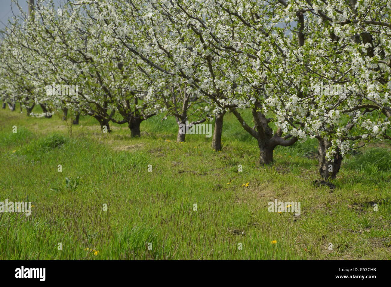 Flowering plum garden Stock Photo - Alamy