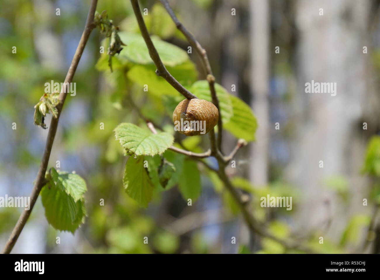 Ootheca mantis on the branches of a tree. The eggs of the insect laid ...