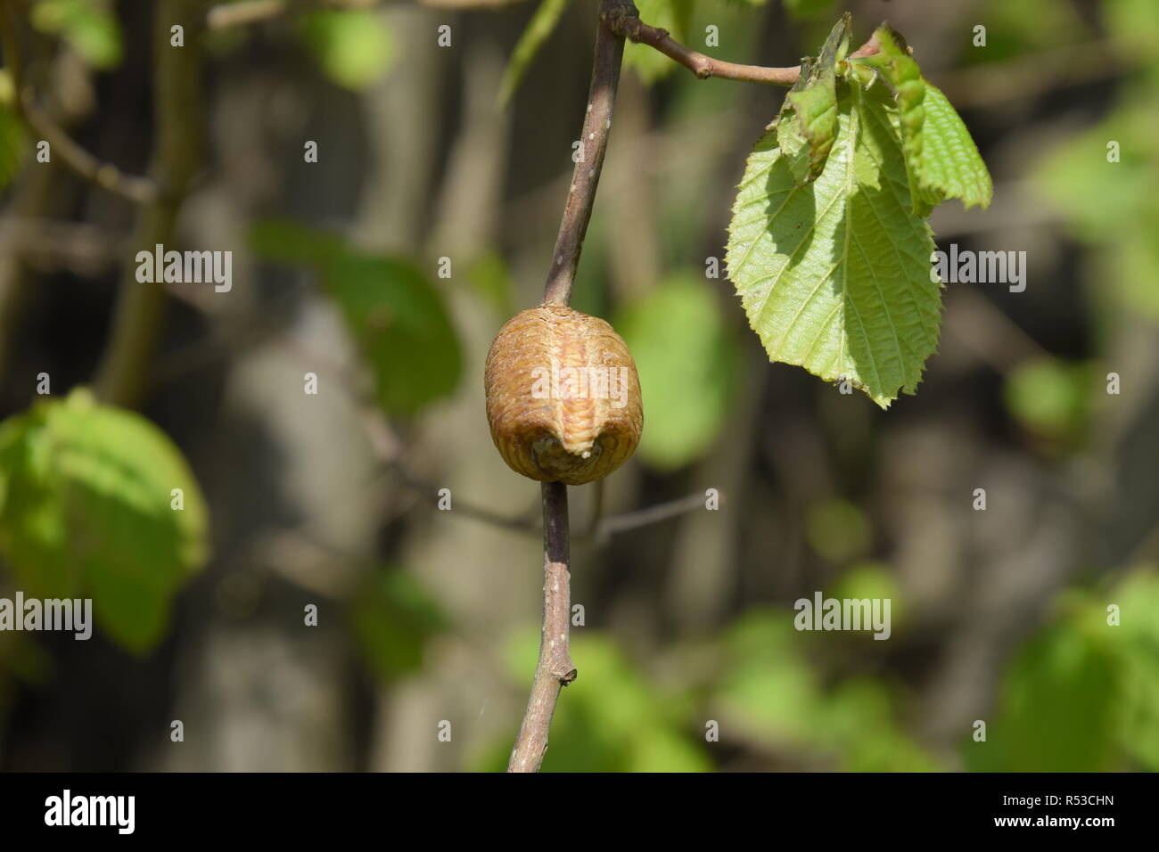 Ootheca mantis on the branches of a tree. The eggs of the insect laid ...